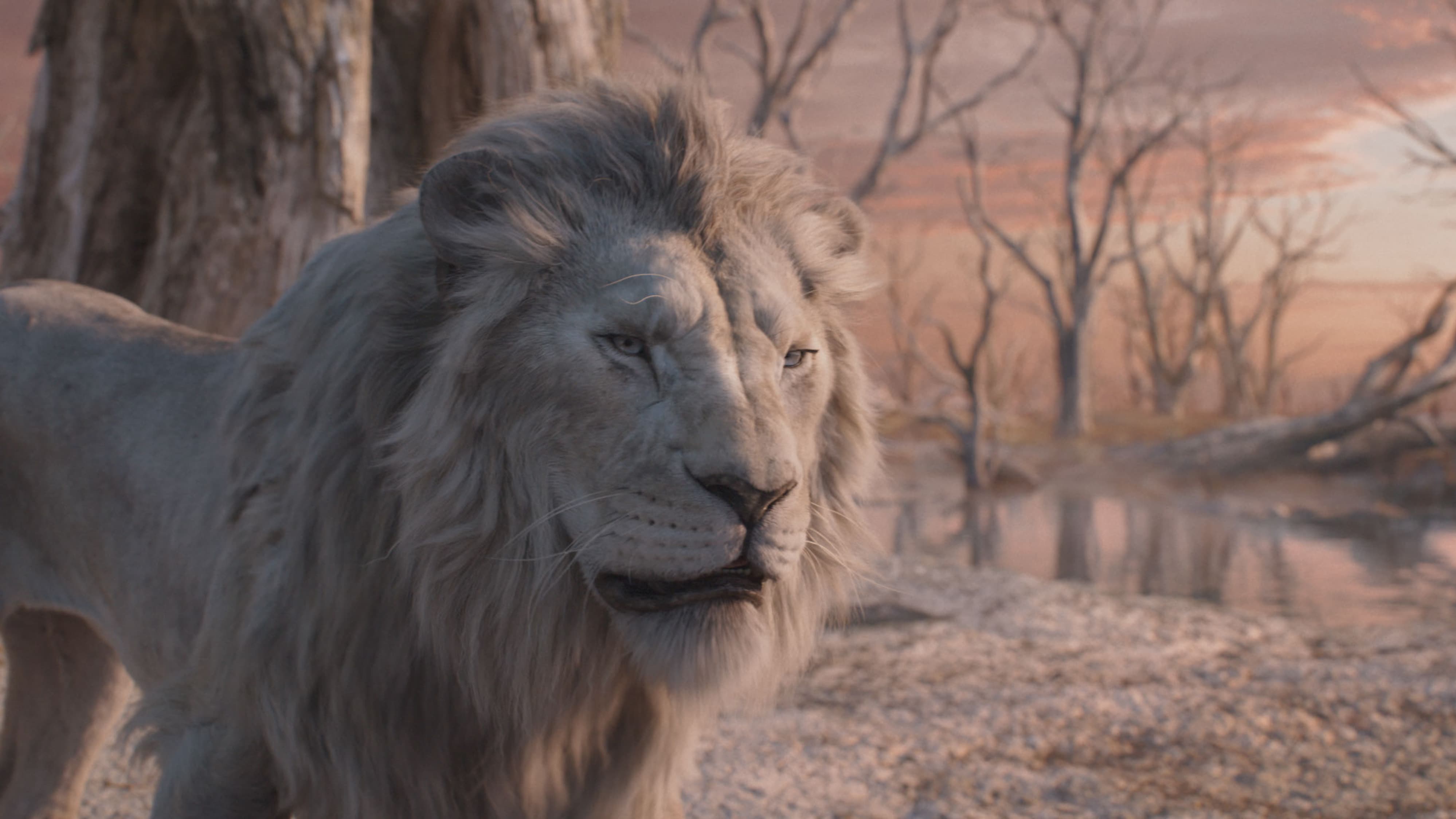Mufasa : Barry Jenkins a donné sa patte au Roi Lion | SFR ACTUS